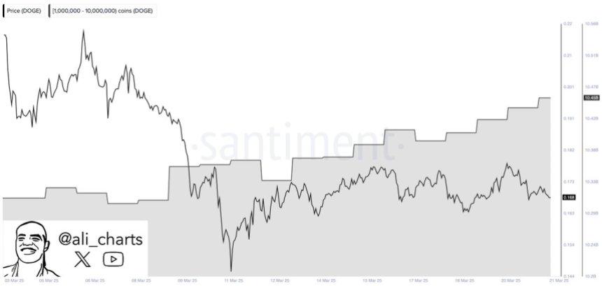 Whales Accumulate Over 120 Million Dogecoin In Past Week – Analyst — TradingView News